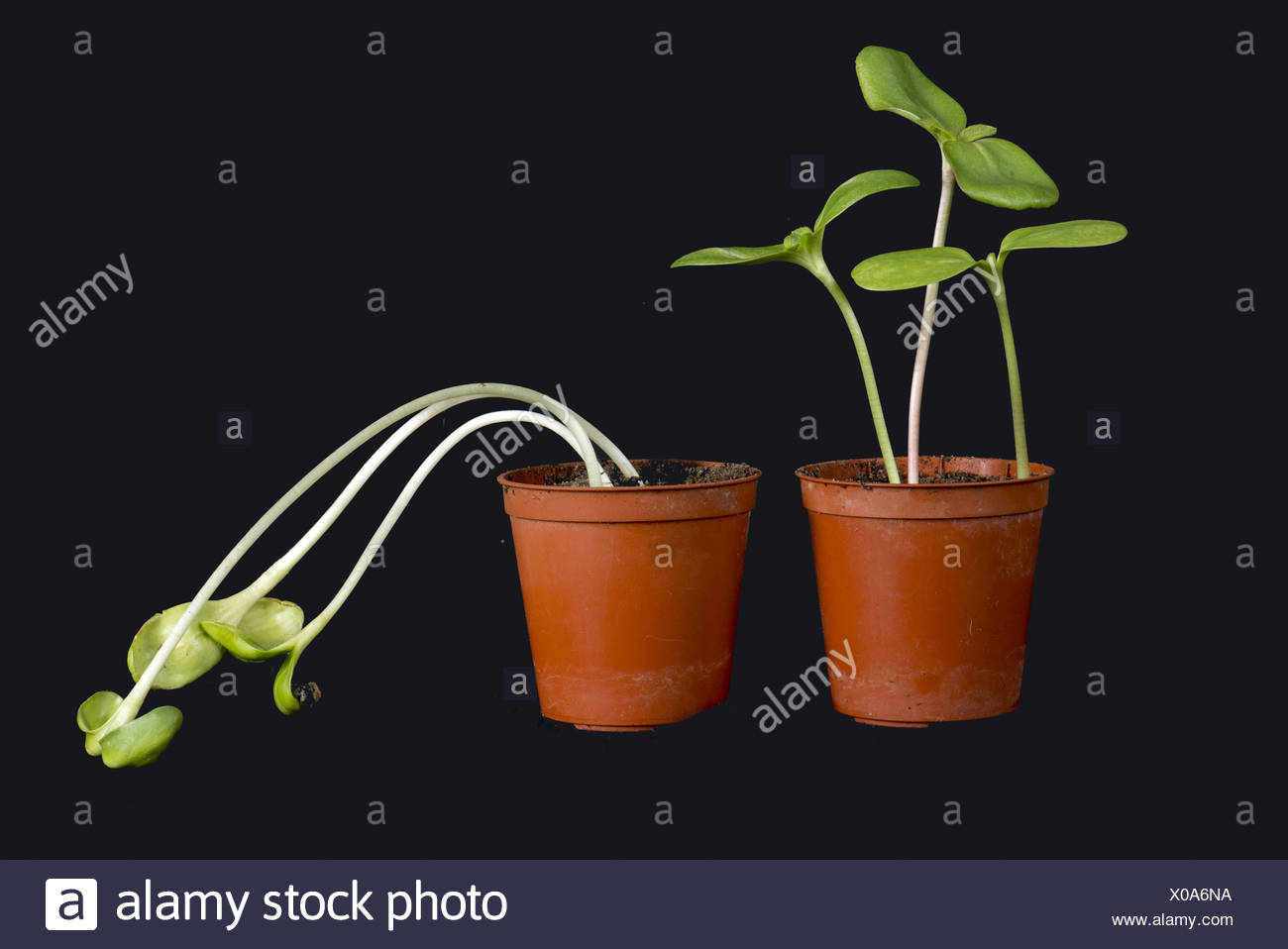 Etiolated Plant Stock Photos & Etiolated Plant Stock Images - Alamy