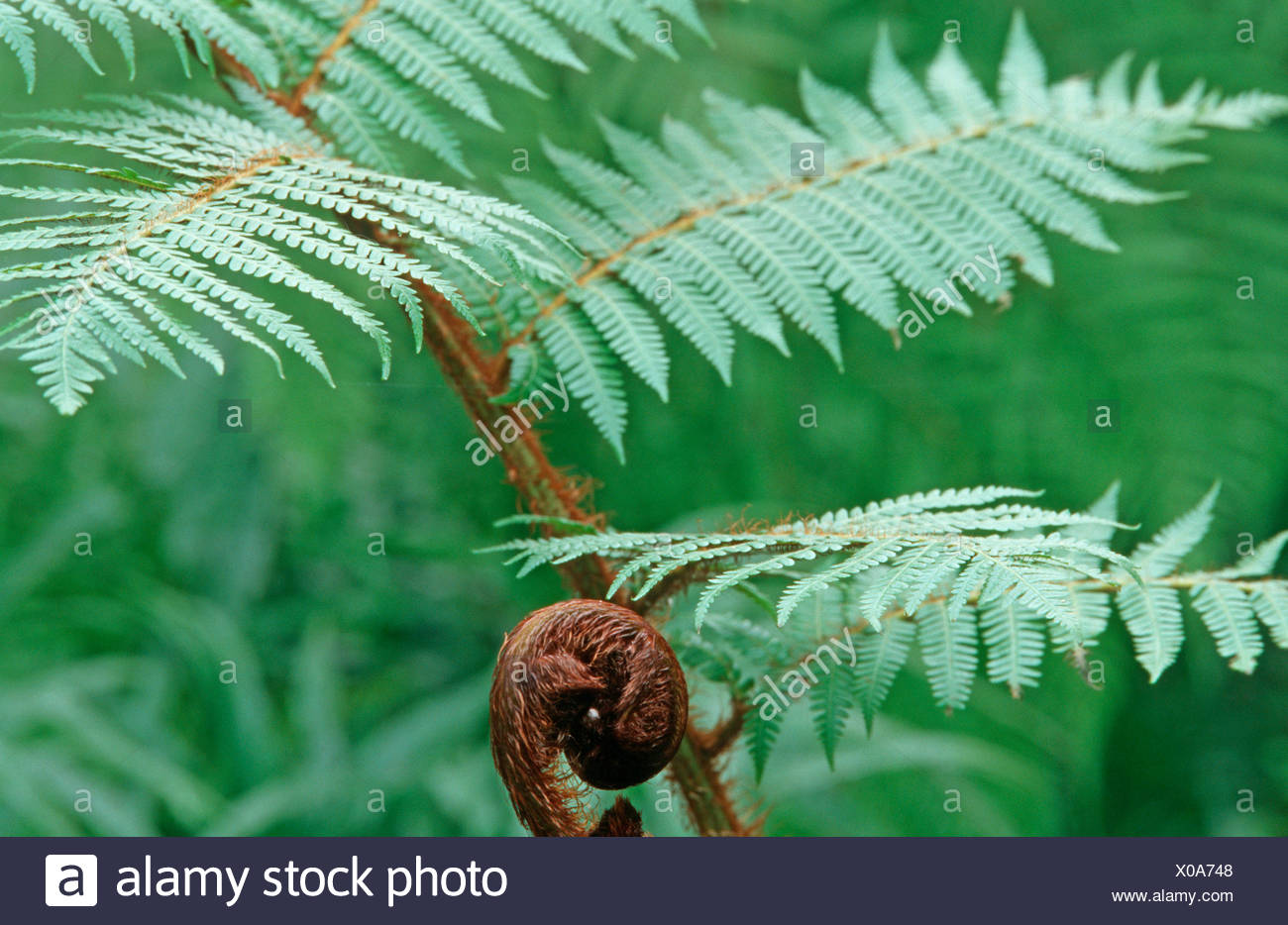 Fern Leaf Tree High Resolution Stock Photography and Images - Alamy