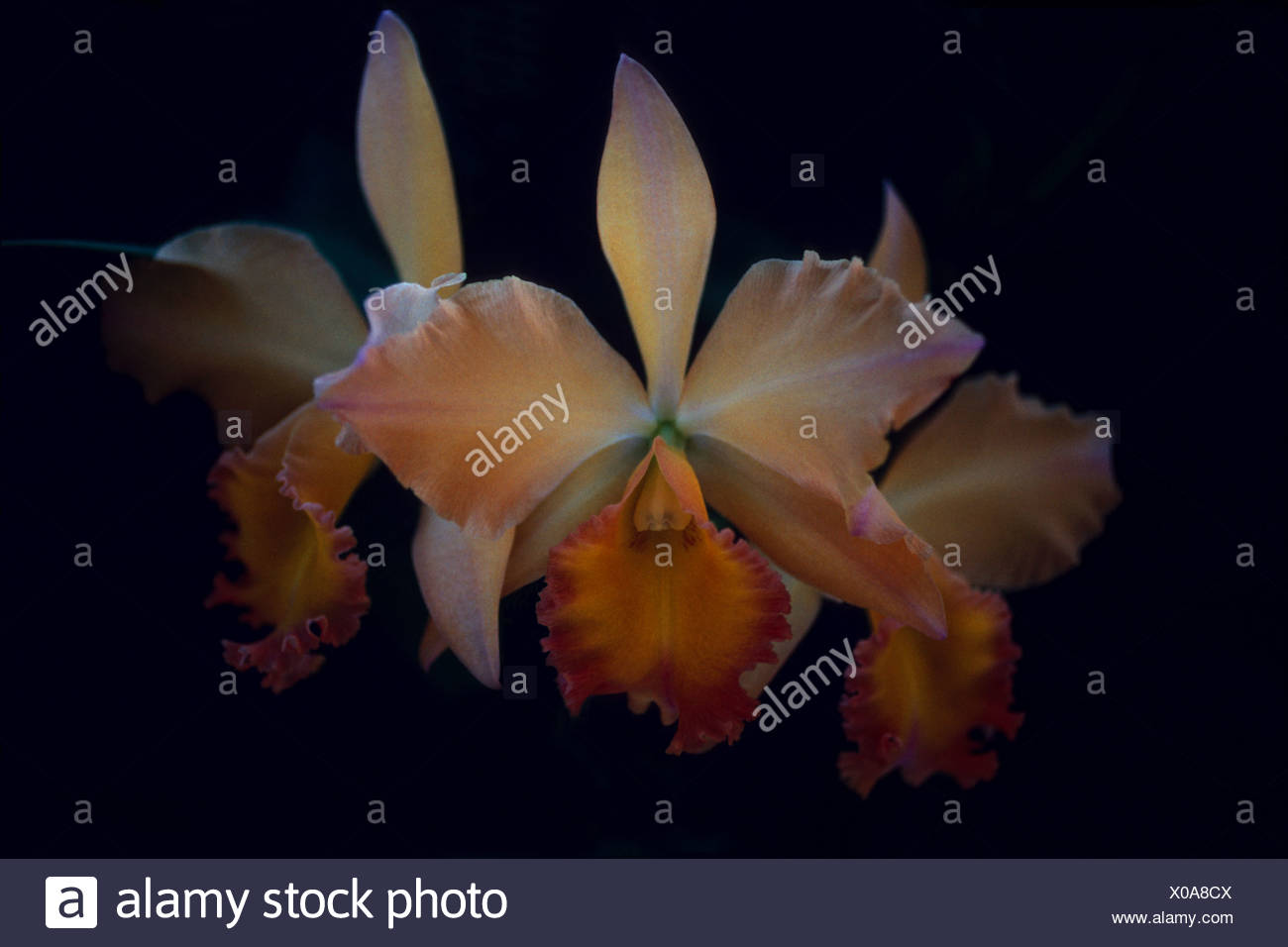William Peach High Resolution Stock Photography and Images - Alamy