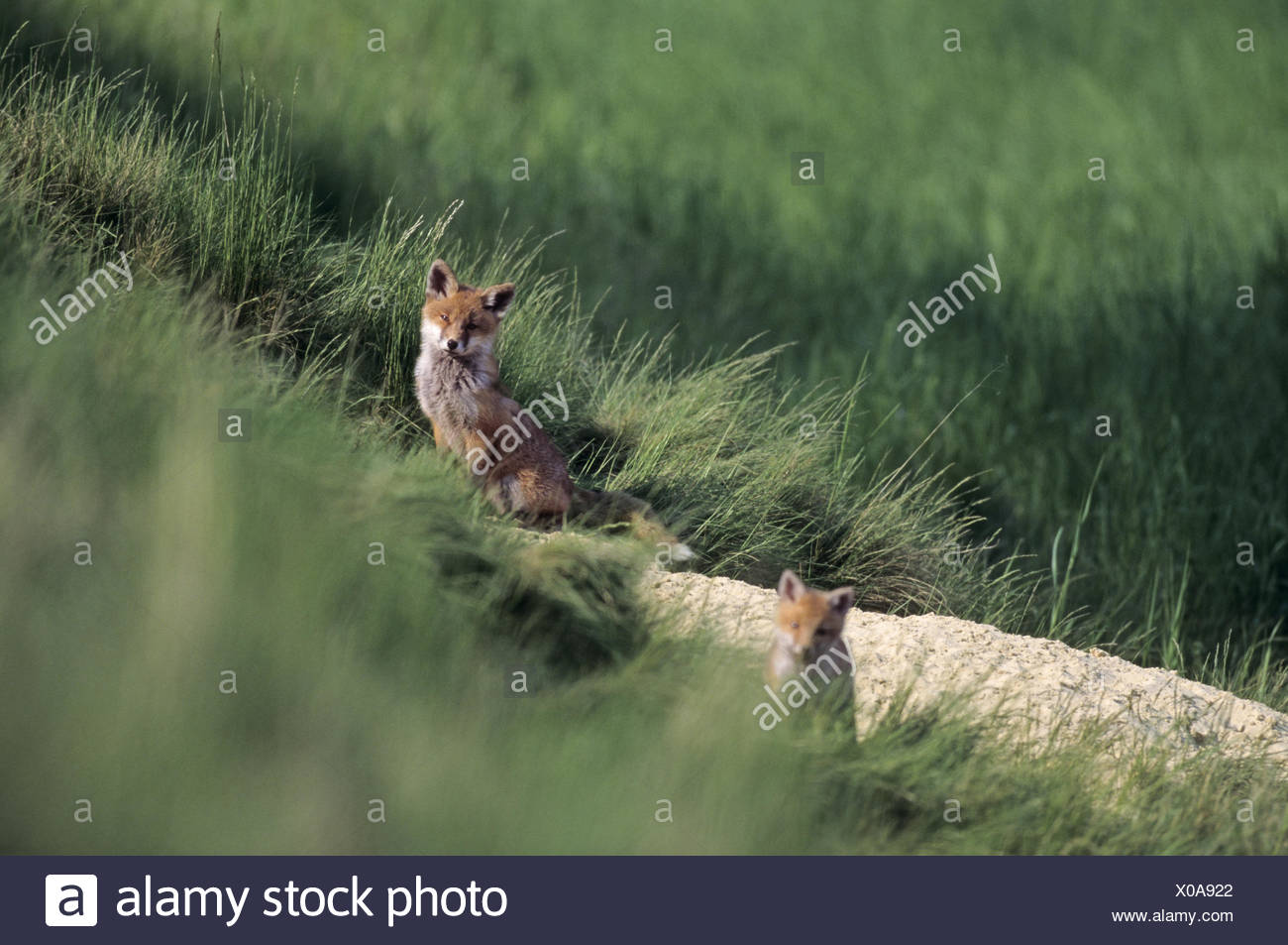 Fox´s Burrow Stock Photos & Fox´s Burrow Stock Images - Alamy