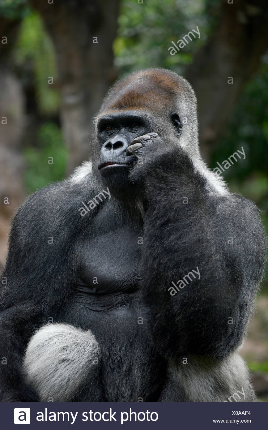 Silverback Gorilla Sitting High Resolution Stock Photography and Images ...