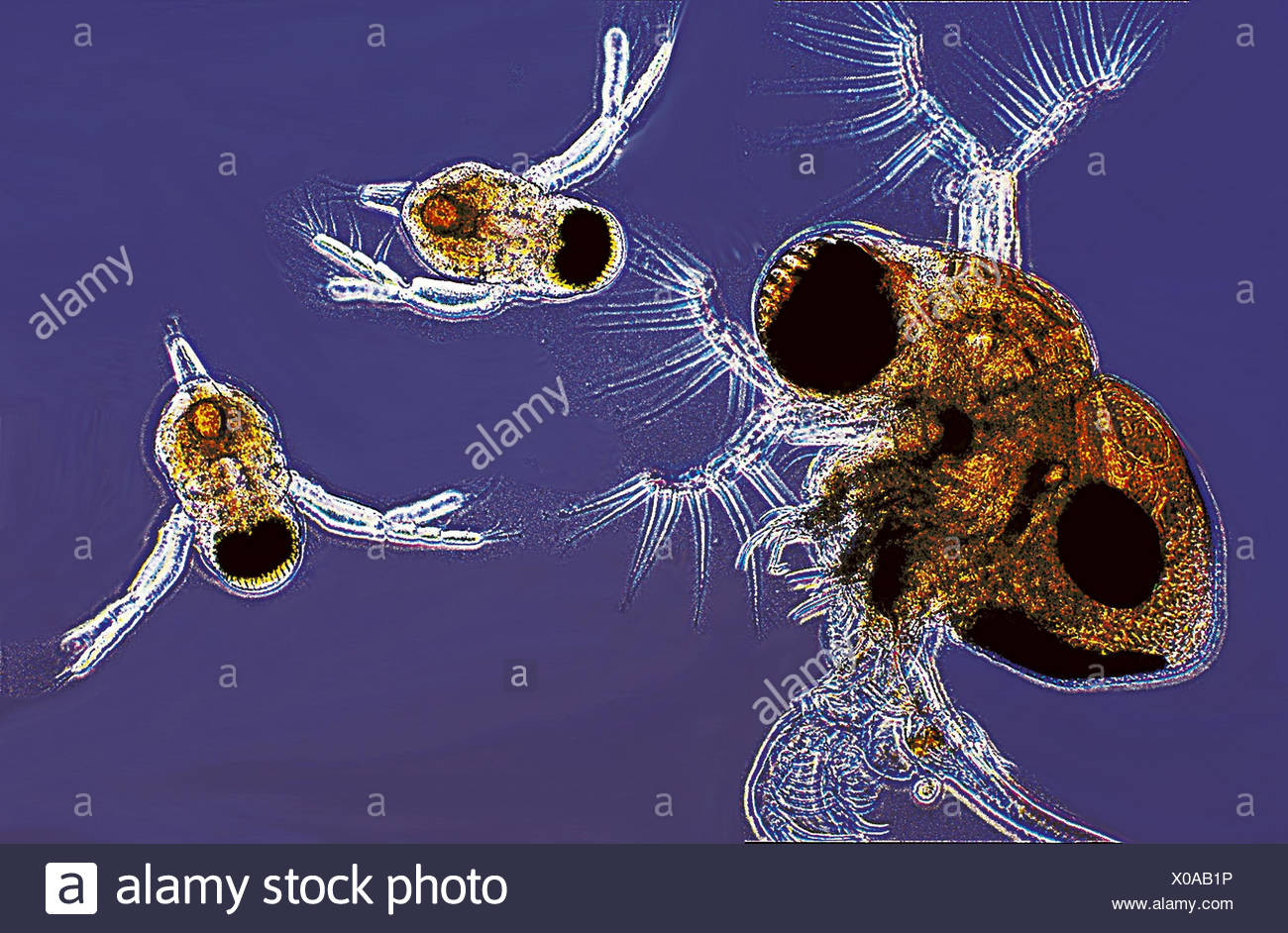 Cladocera High Resolution Stock Photography and Images - Alamy