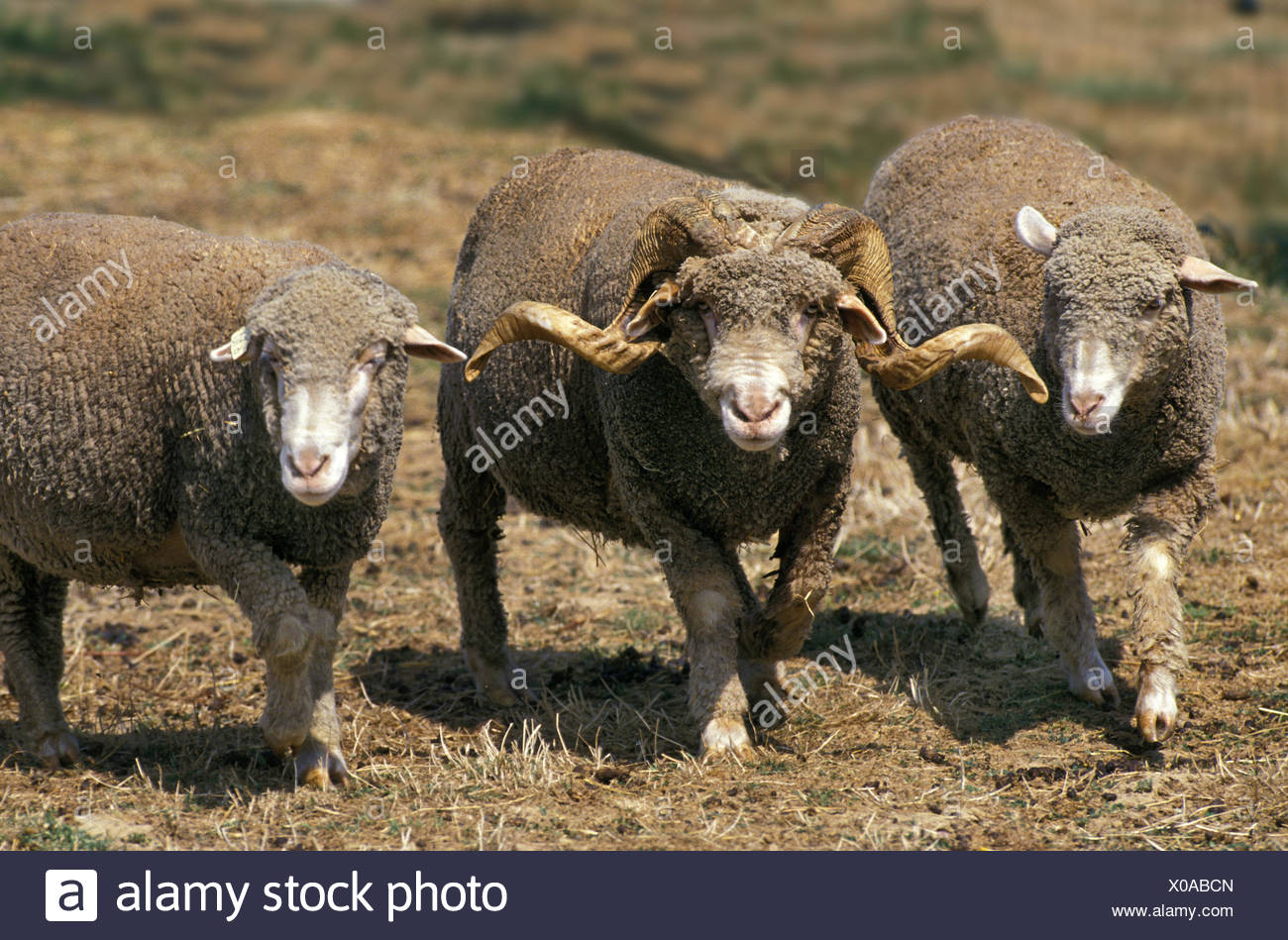 Merinos Sheep Stock Photos & Merinos Sheep Stock Images - Alamy