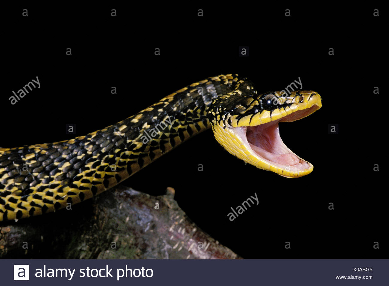 Snake Mouth Open High Resolution Stock Photography and Images - Alamy