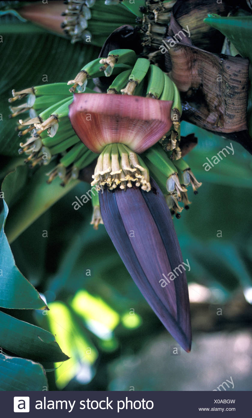 Musa Sapientum High Resolution Stock Photography and Images - Alamy