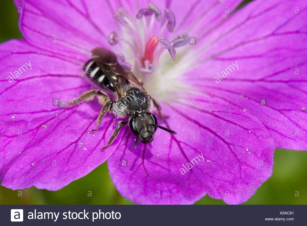Halictid Bees Stock Photos & Halictid Bees Stock Images - Alamy