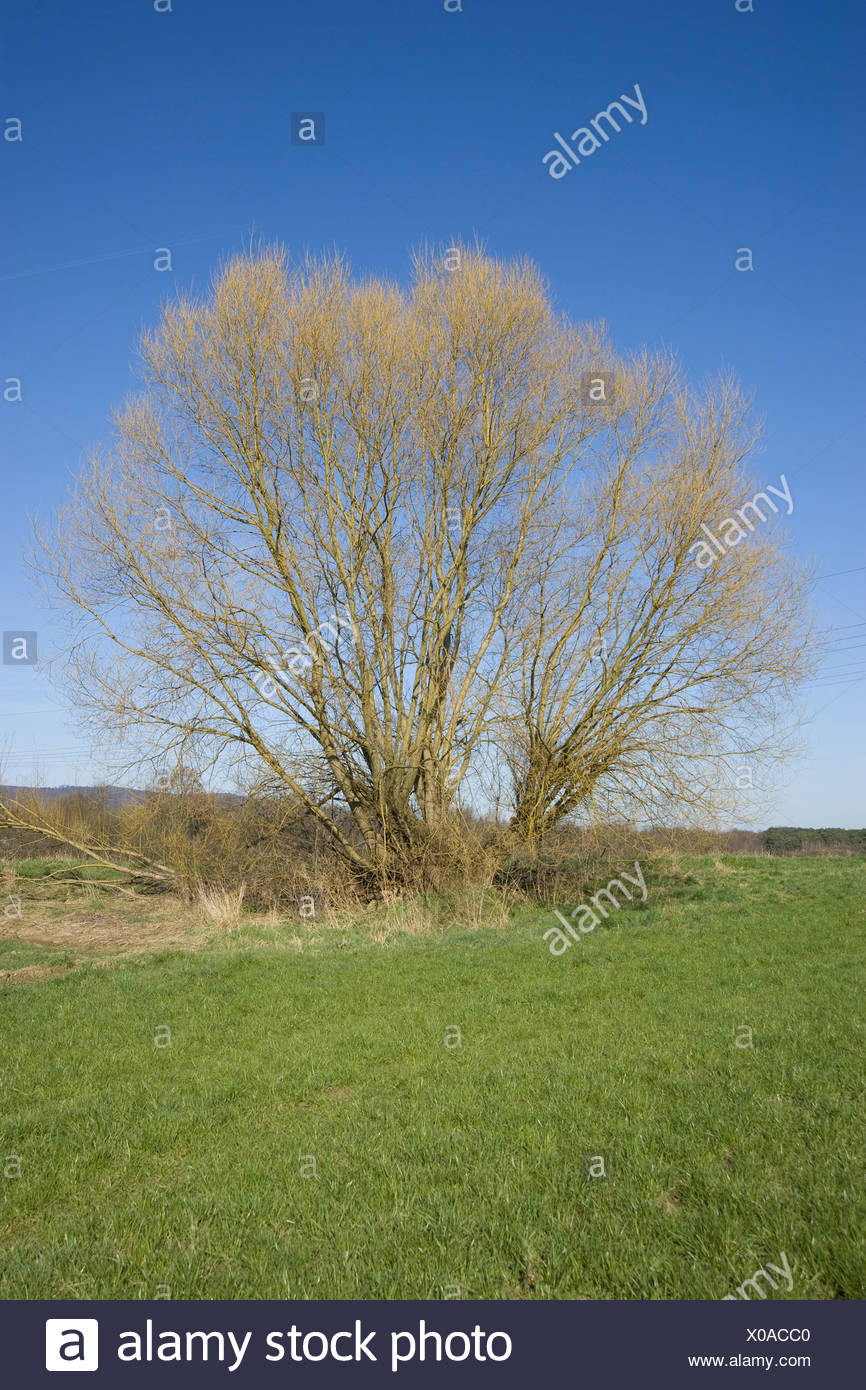 Crack Willow Salix Fragilis Salicaceae High Resolution Stock ...