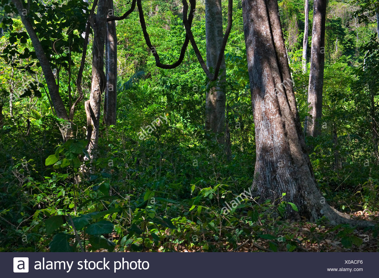 South India Rainforest High Resolution Stock Photography and Images - Alamy