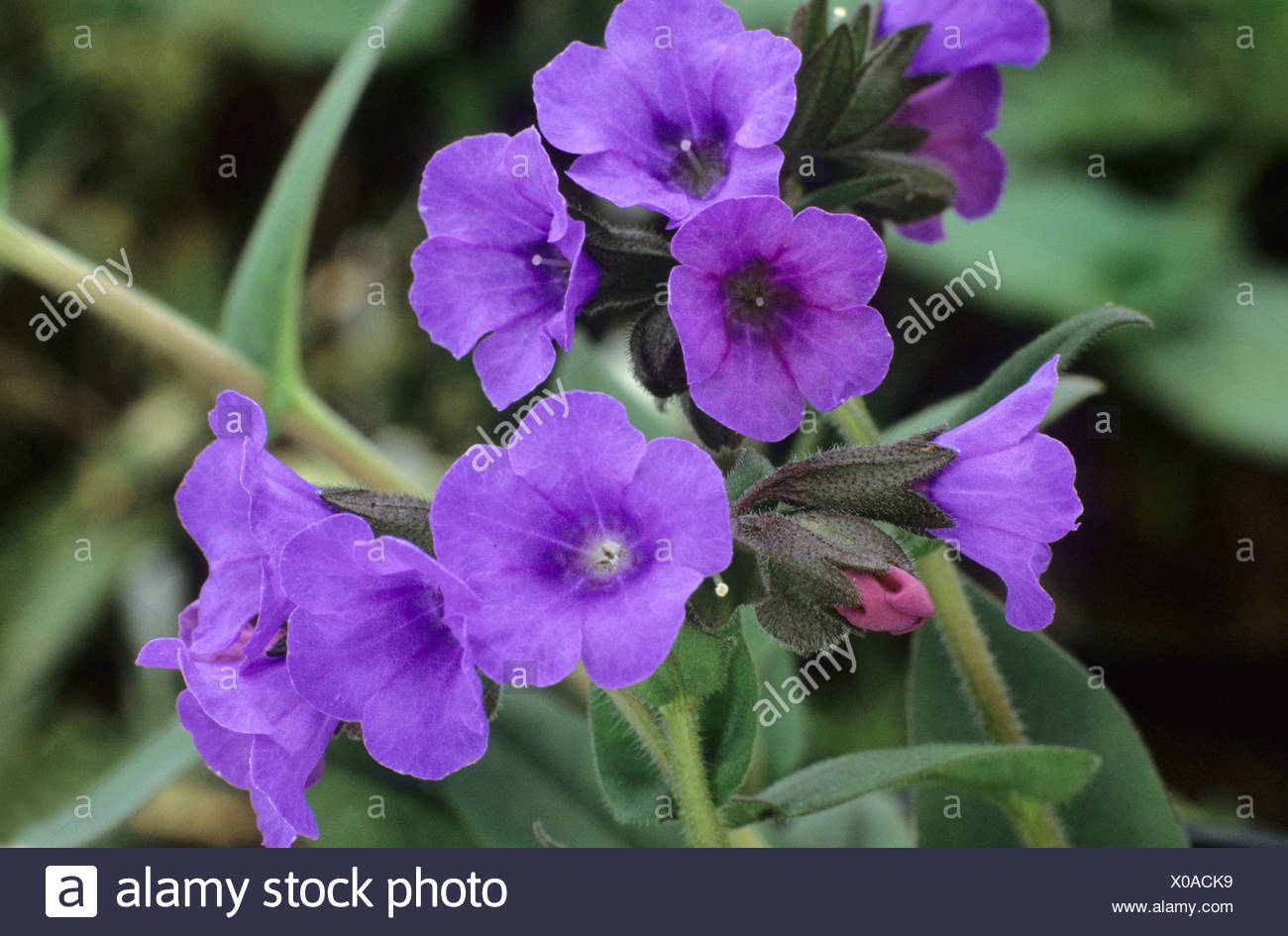Pulmonarias Flowers High Resolution Stock Photography and Images - Alamy