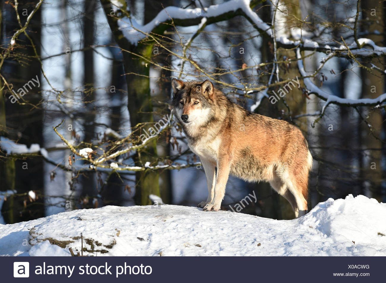 Wolf Pack With Alpha Male High Resolution Stock Photography and Images ...