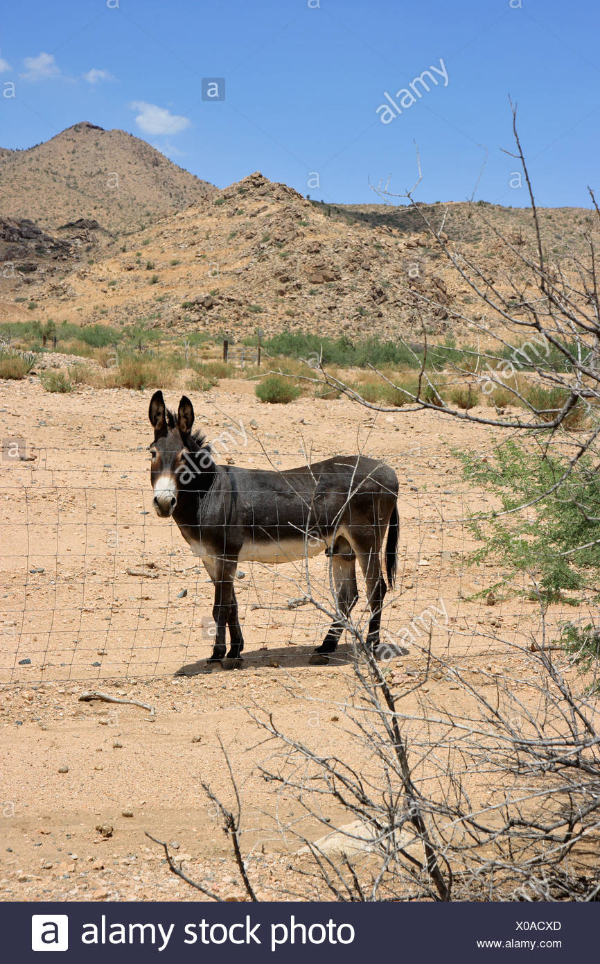 Donkey Steppe High Resolution Stock Photography and Images - Alamy