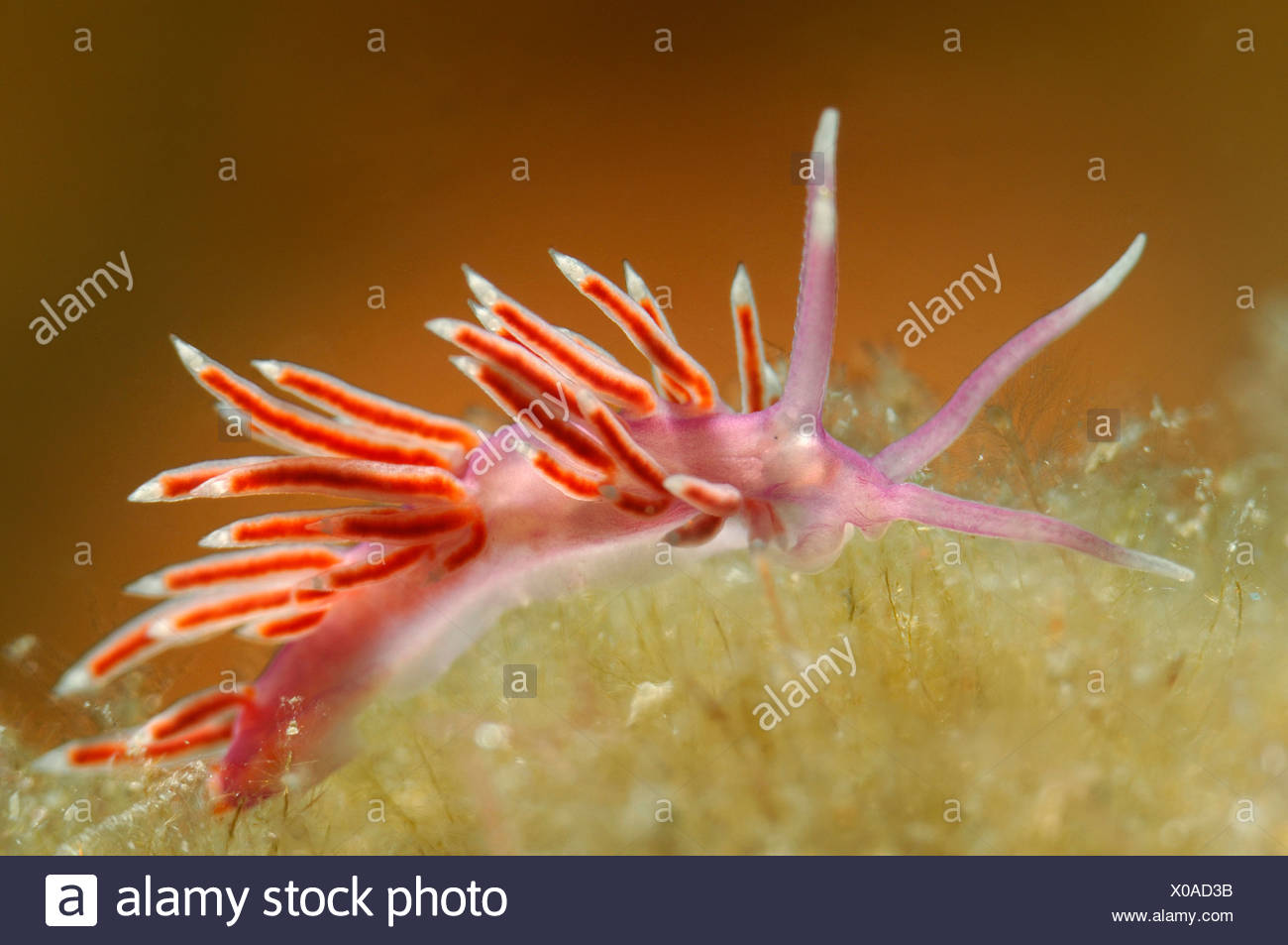 Pink Sea Slug High Resolution Stock Photography and Images - Alamy