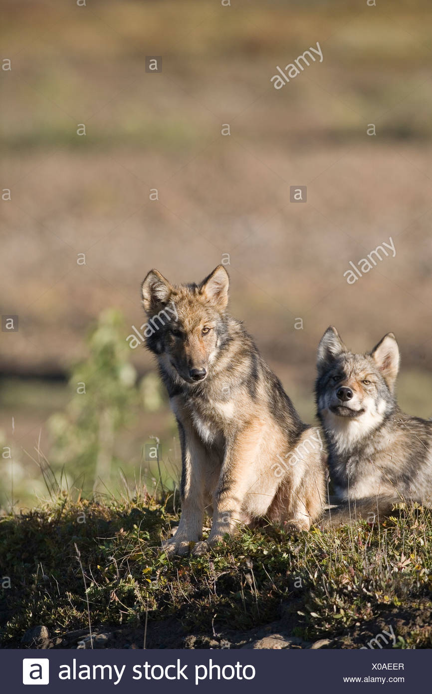 Tundra Wolf Stock Photos & Tundra Wolf Stock Images - Alamy