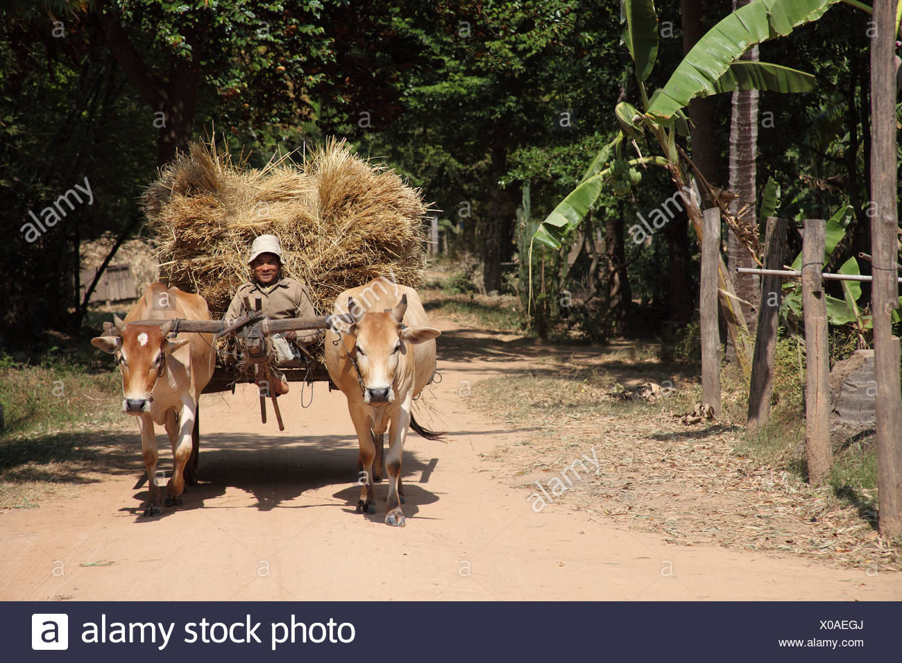 Cambodian Farmer Stock Photos & Cambodian Farmer Stock Images - Alamy
