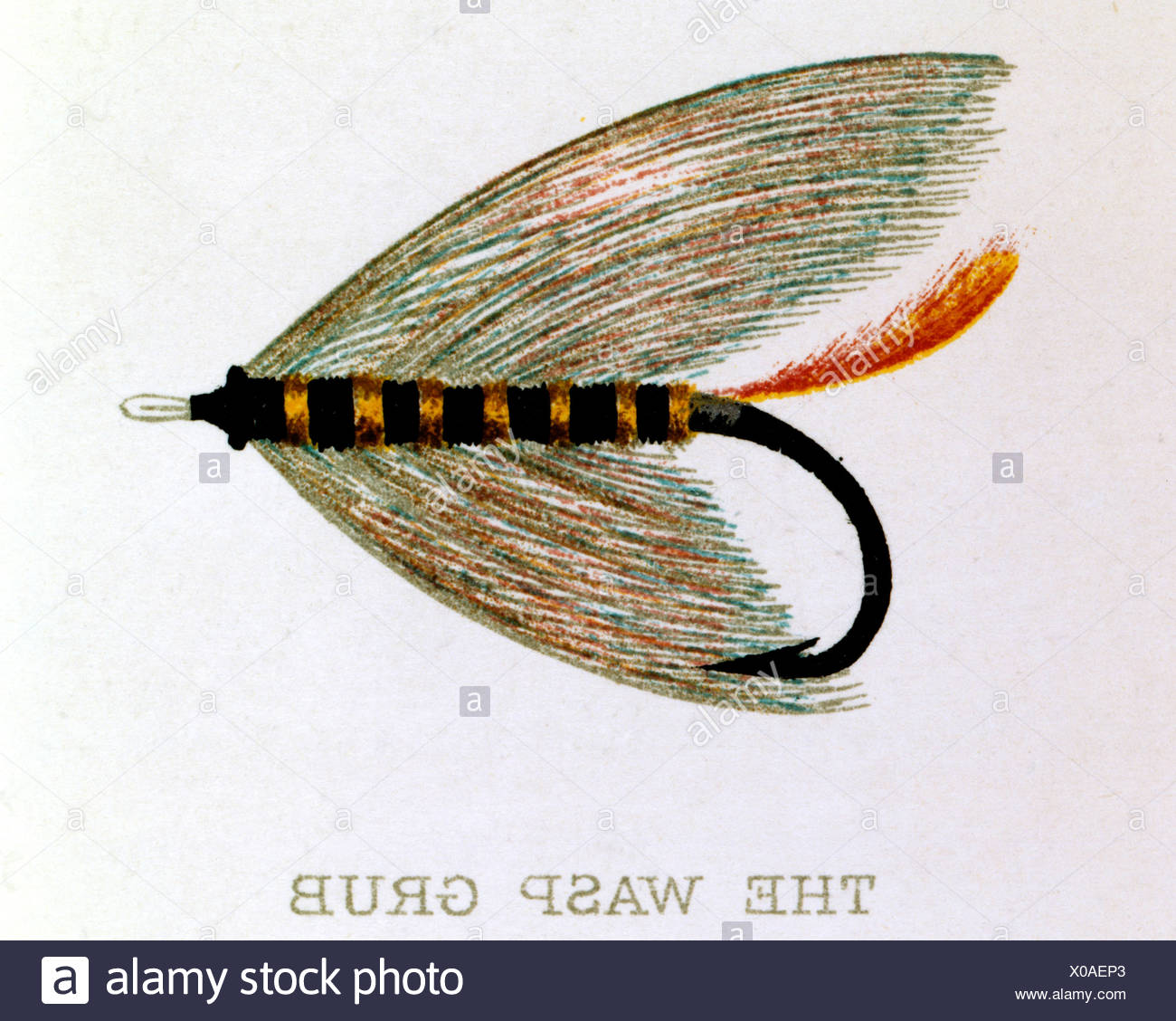 Wasp Grub High Resolution Stock Photography and Images - Alamy