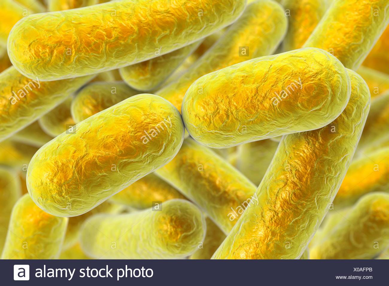 Citrobacter High Resolution Stock Photography and Images - Alamy