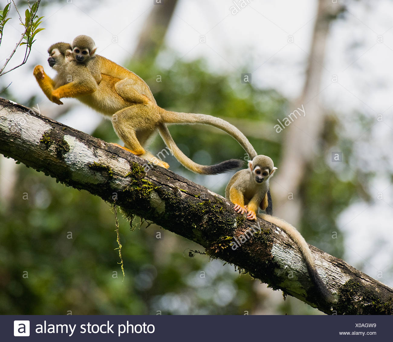 Red Squirrel Running Tree High Resolution Stock Photography and Images ...