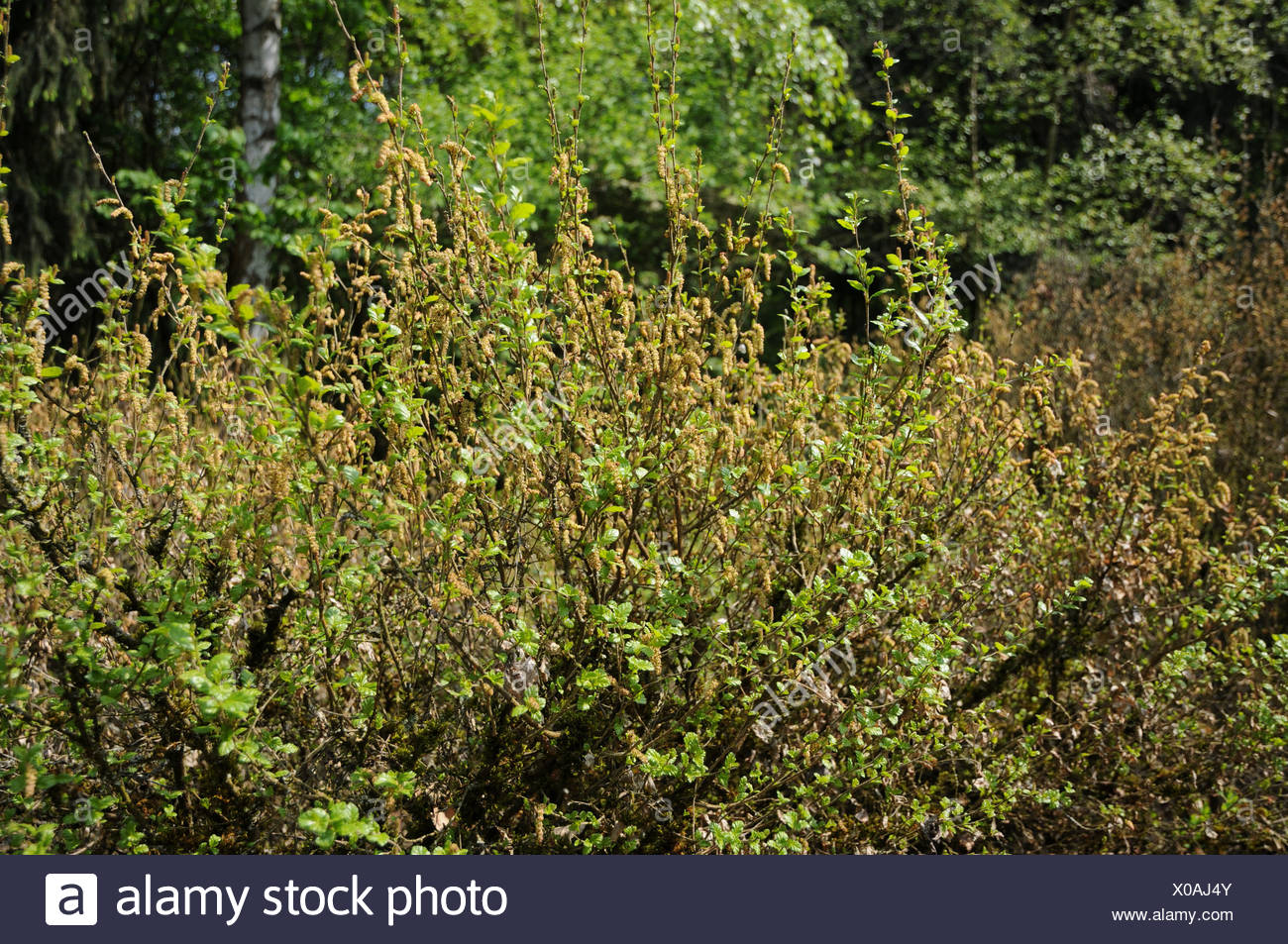 Dwarf Birch Tree High Resolution Stock Photography and Images - Alamy
