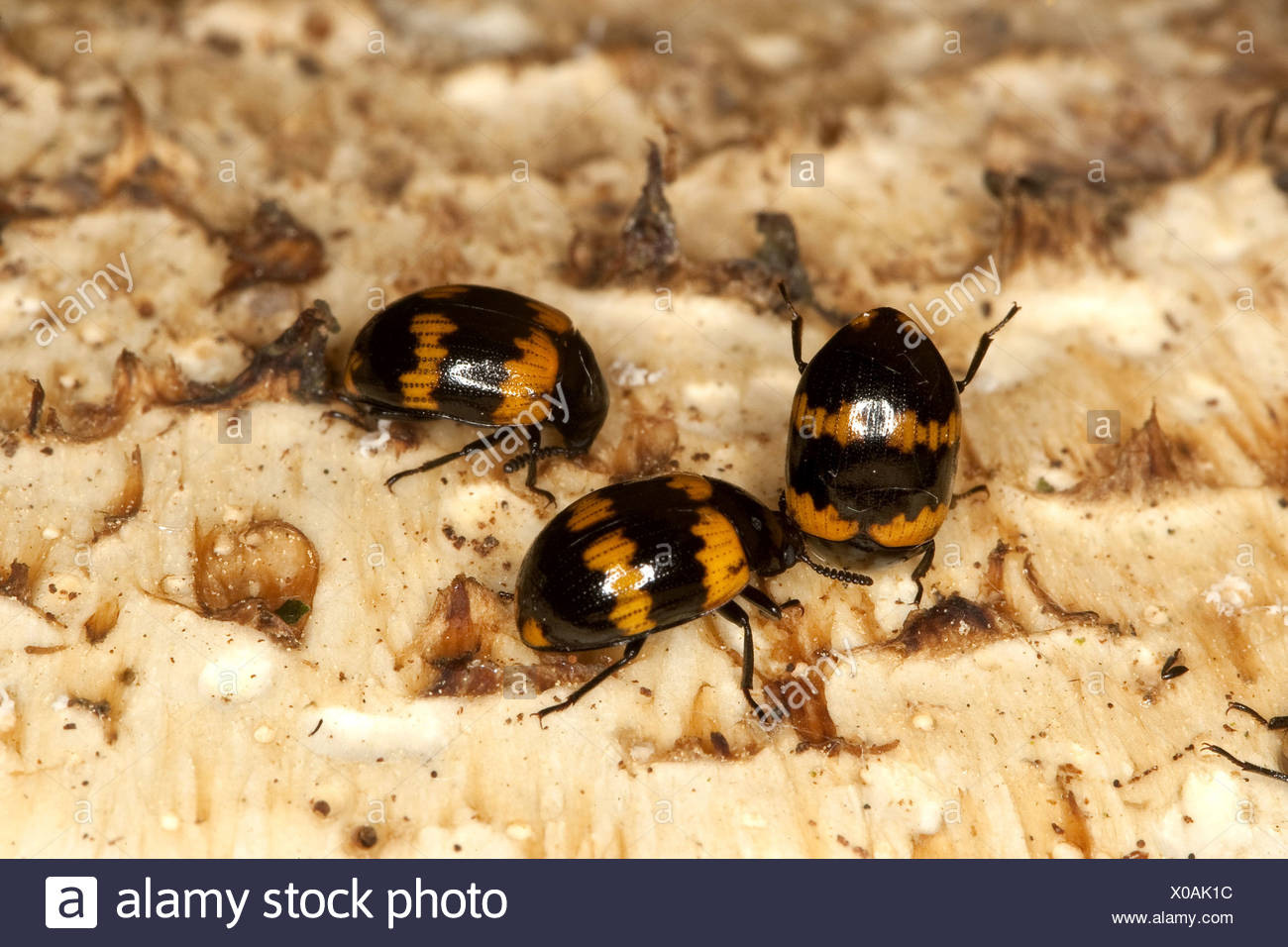 Diaperis High Resolution Stock Photography and Images - Alamy