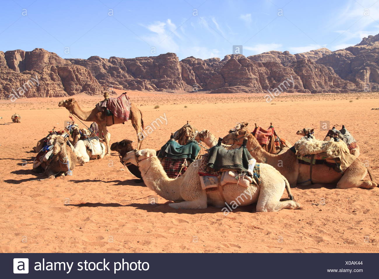 Kamele High Resolution Stock Photography and Images - Alamy