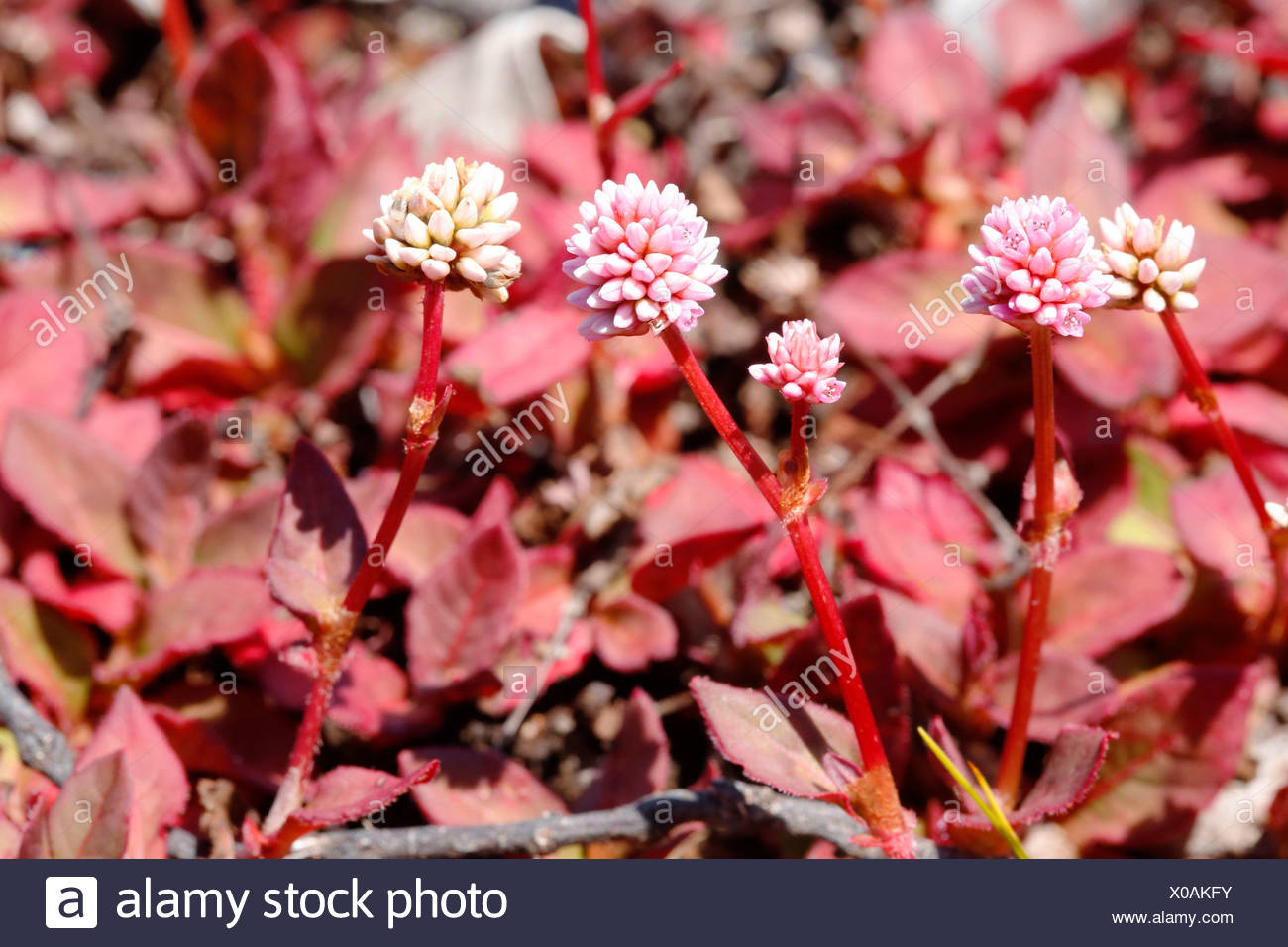 Pink Knotweed High Resolution Stock Photography and Images - Alamy