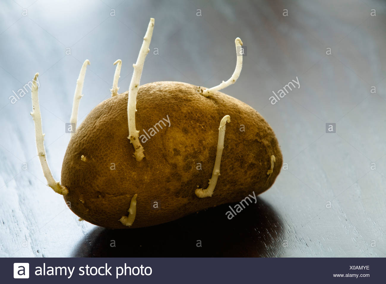 Sprouting Potato High Resolution Stock Photography and Images - Alamy