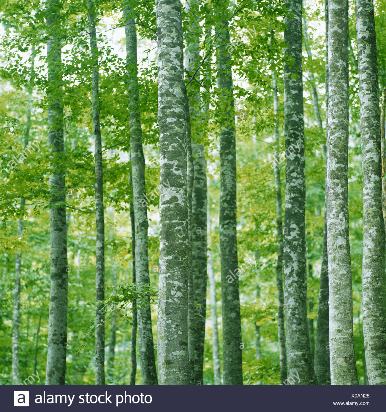 Slender Trunk Stock Photos & Slender Trunk Stock Images - Alamy