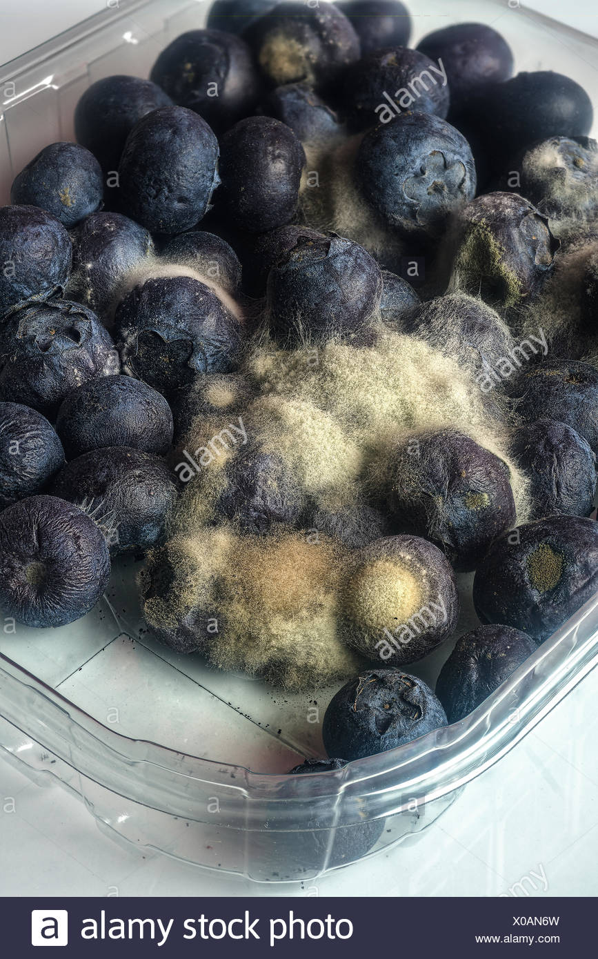Botrytis Gray Mold High Resolution Stock Photography and Images - Alamy