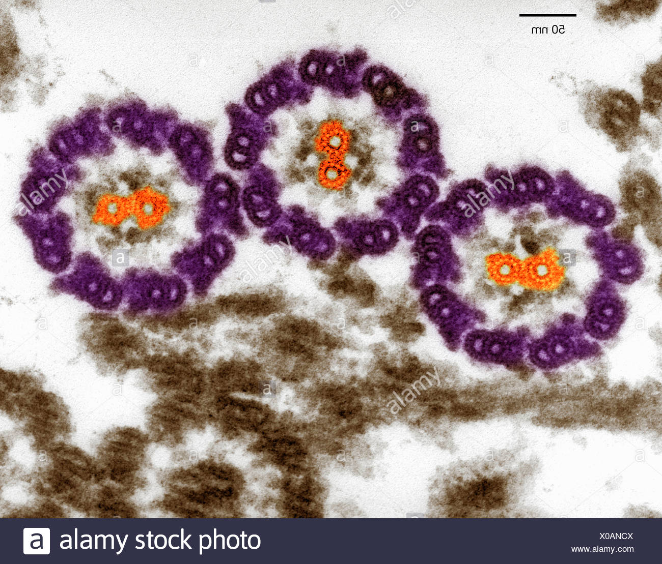 Flagella Micrograph High Resolution Stock Photography and Images - Alamy