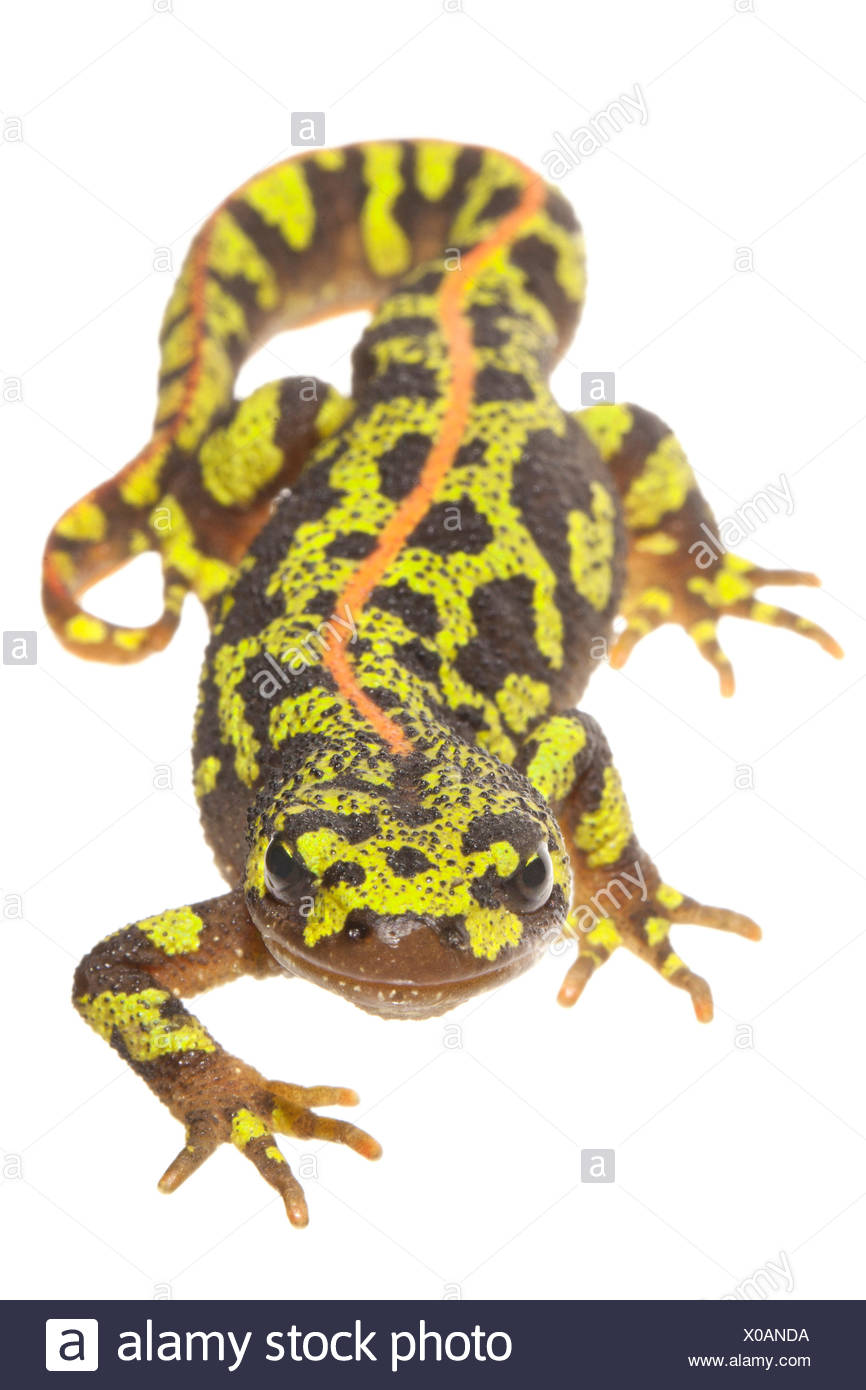 Marbled Newt High Resolution Stock Photography and Images - Alamy