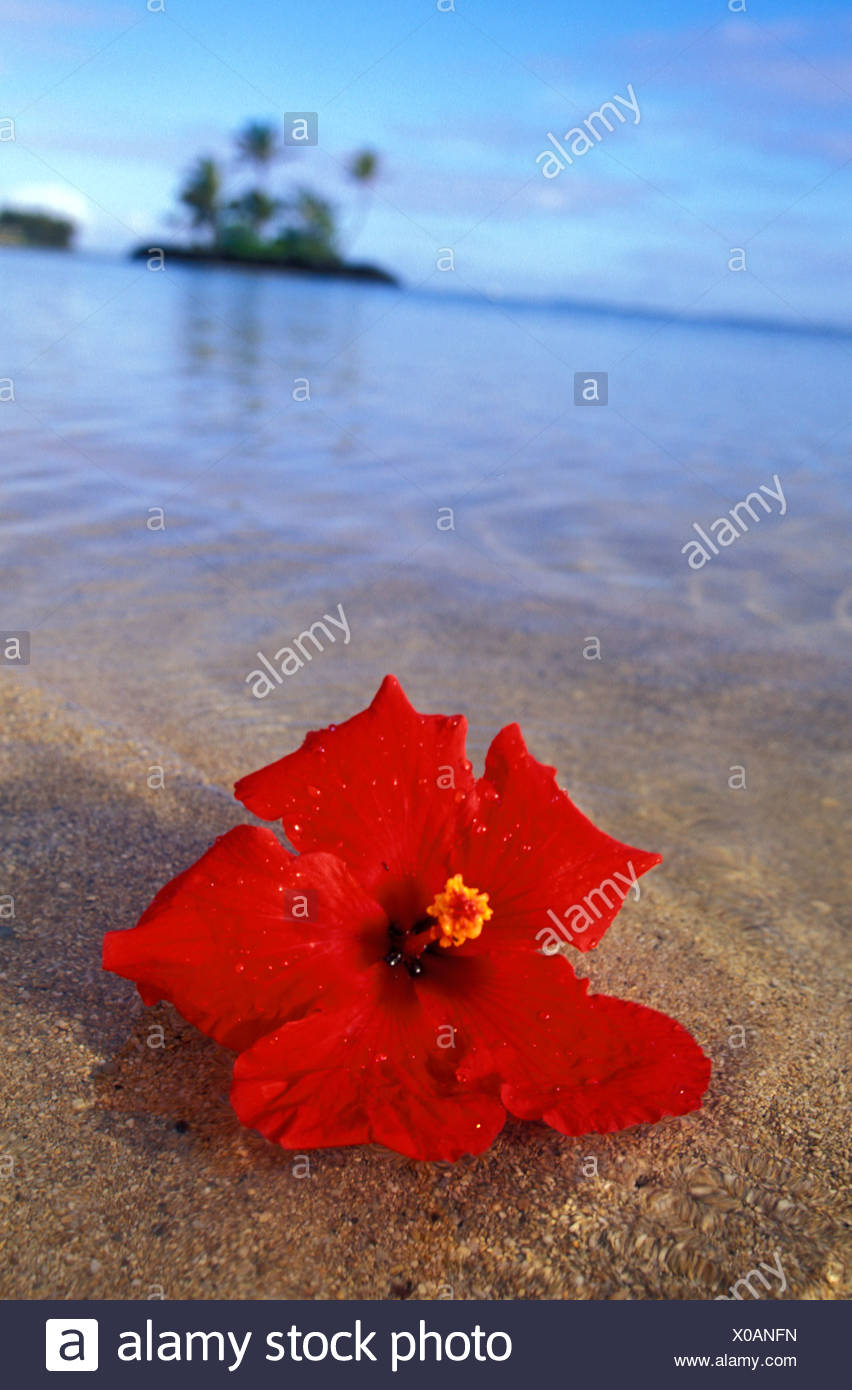 Hibiscus Flowers Hawaii Beach High Resolution Stock Photography and ...
