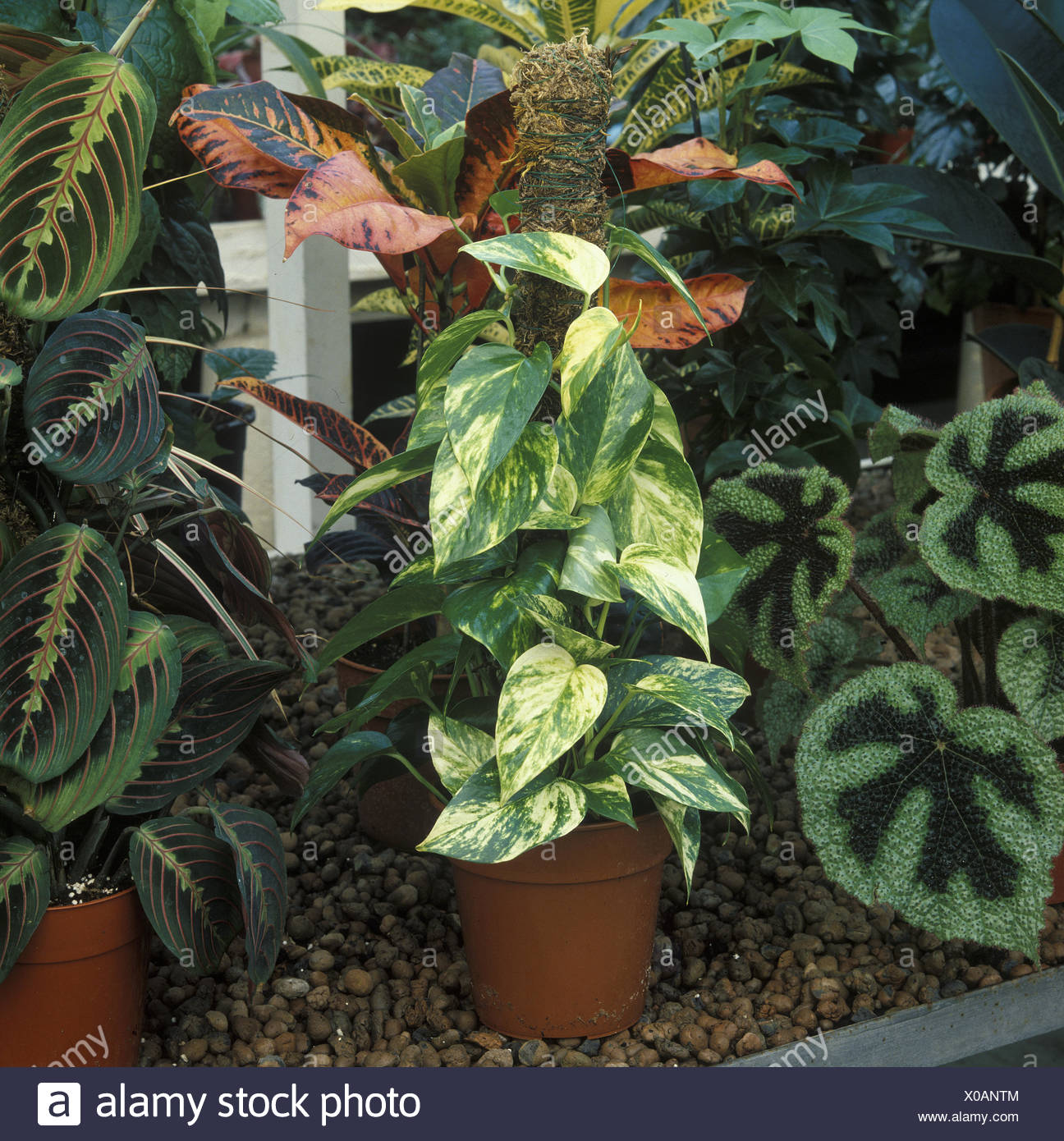 Scindapsus Aureum High Resolution Stock Photography and Images - Alamy