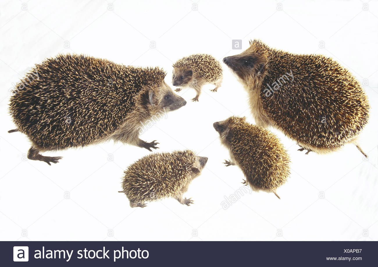 Hedgehogs Hibernating High Resolution Stock Photography and Images - Alamy