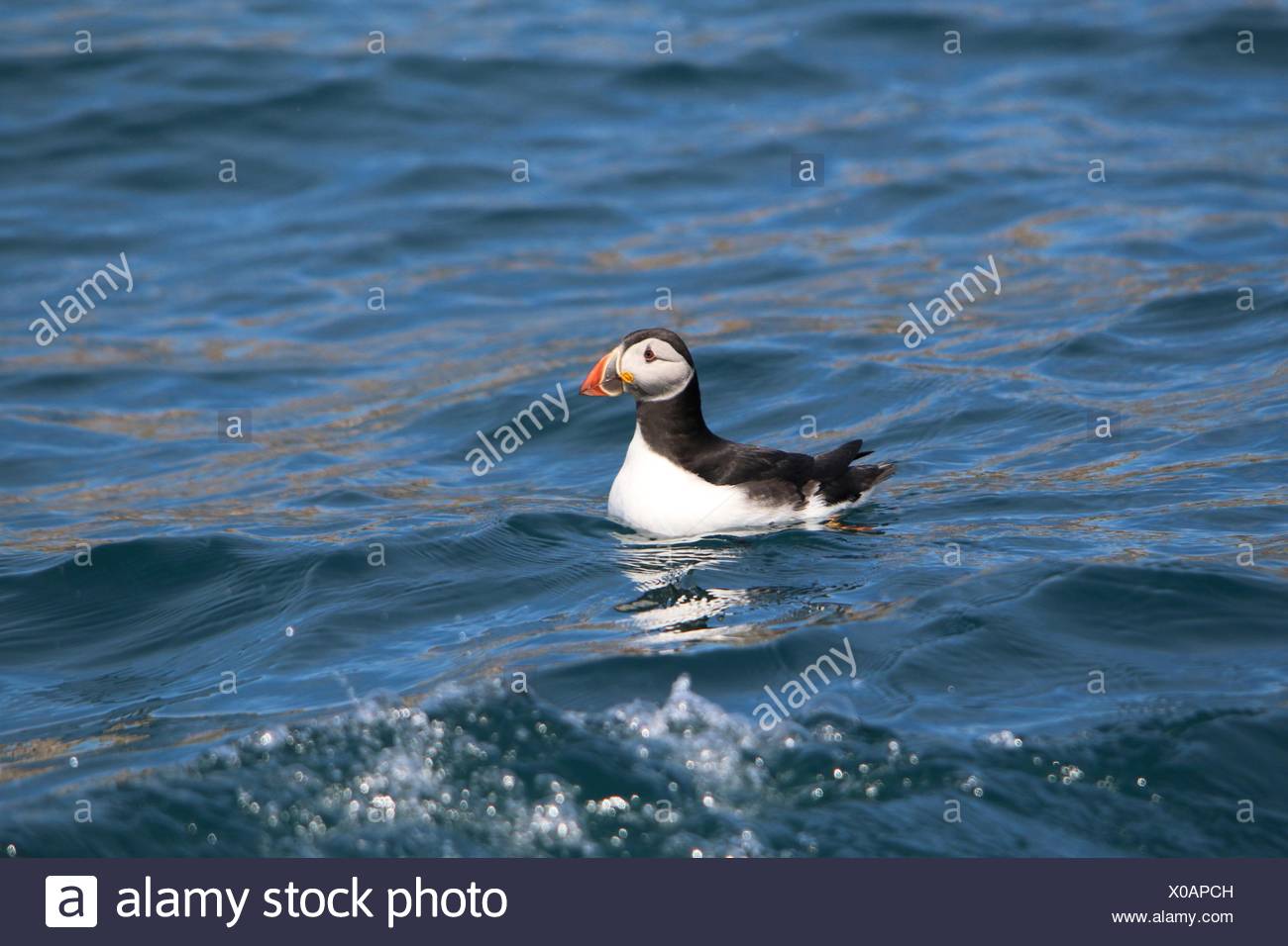 Atlantic Puffin Swimming Stock Photos & Atlantic Puffin Swimming Stock ...