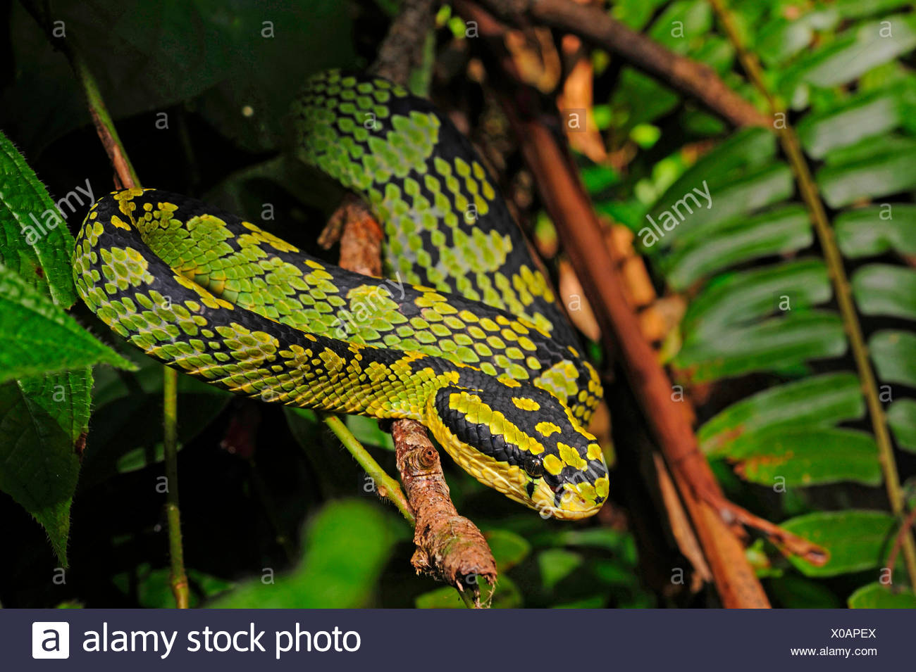 Sri Lankan Green Pit Viper High Resolution Stock Photography and Images ...