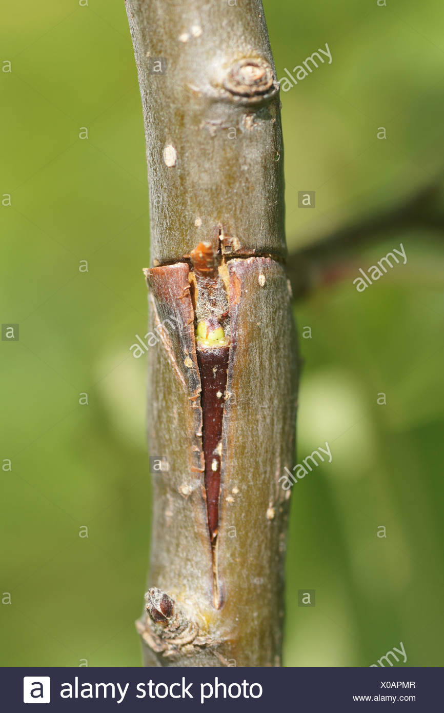 Shield Budding High Resolution Stock Photography and Images - Alamy