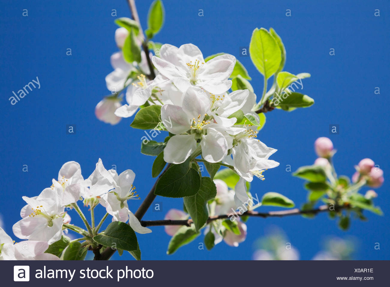 Dwarf Cherry Tree Stock Photos & Dwarf Cherry Tree Stock Images - Alamy