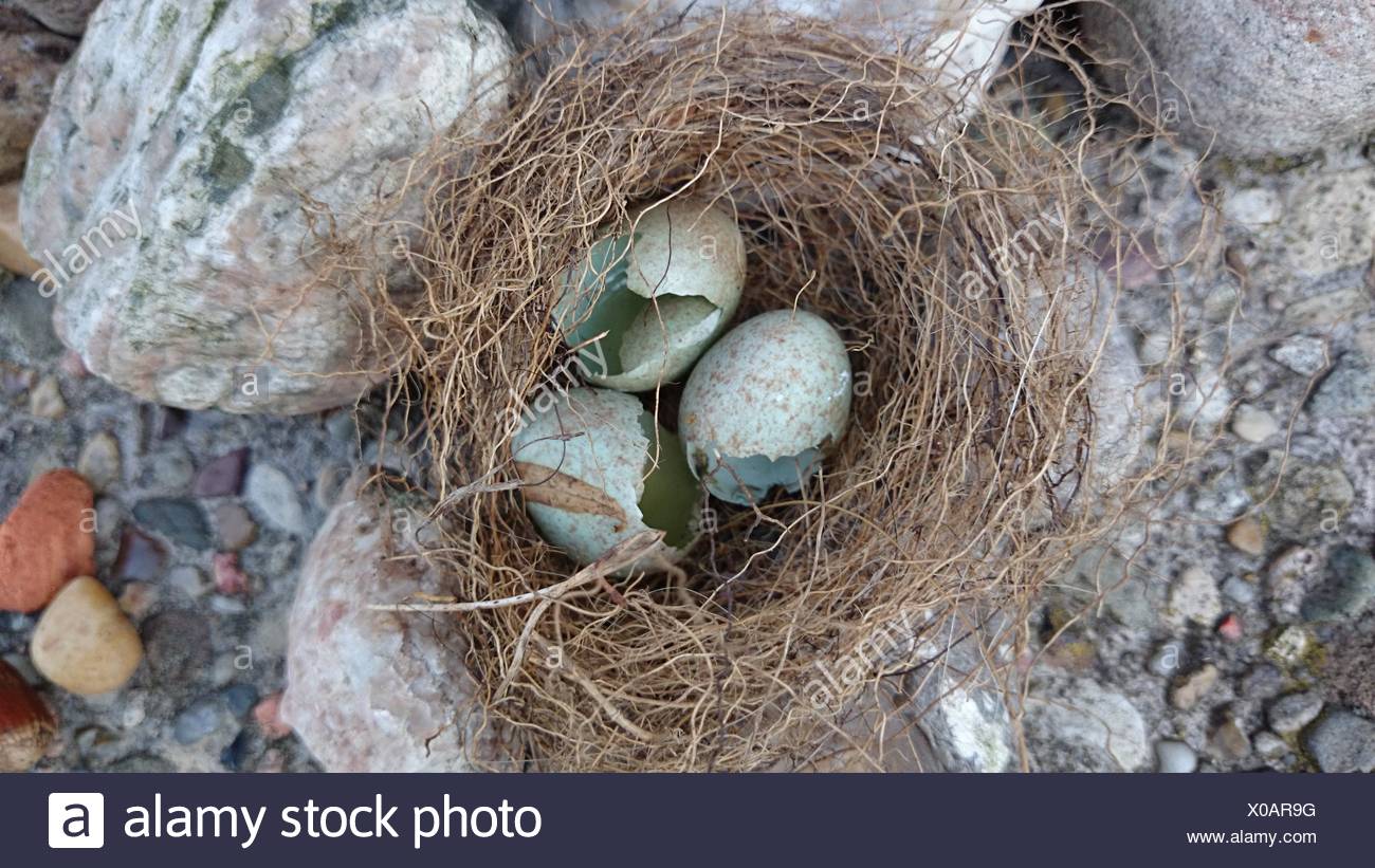 Broken Bird Eggs High Resolution Stock Photography and Images - Alamy
