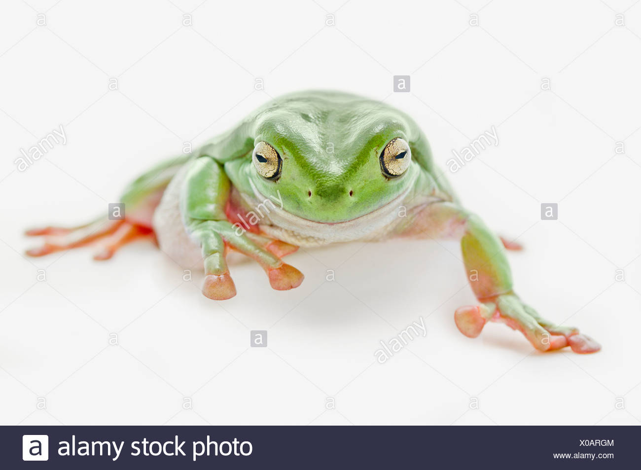 Fat Plump High Resolution Stock Photography and Images - Alamy