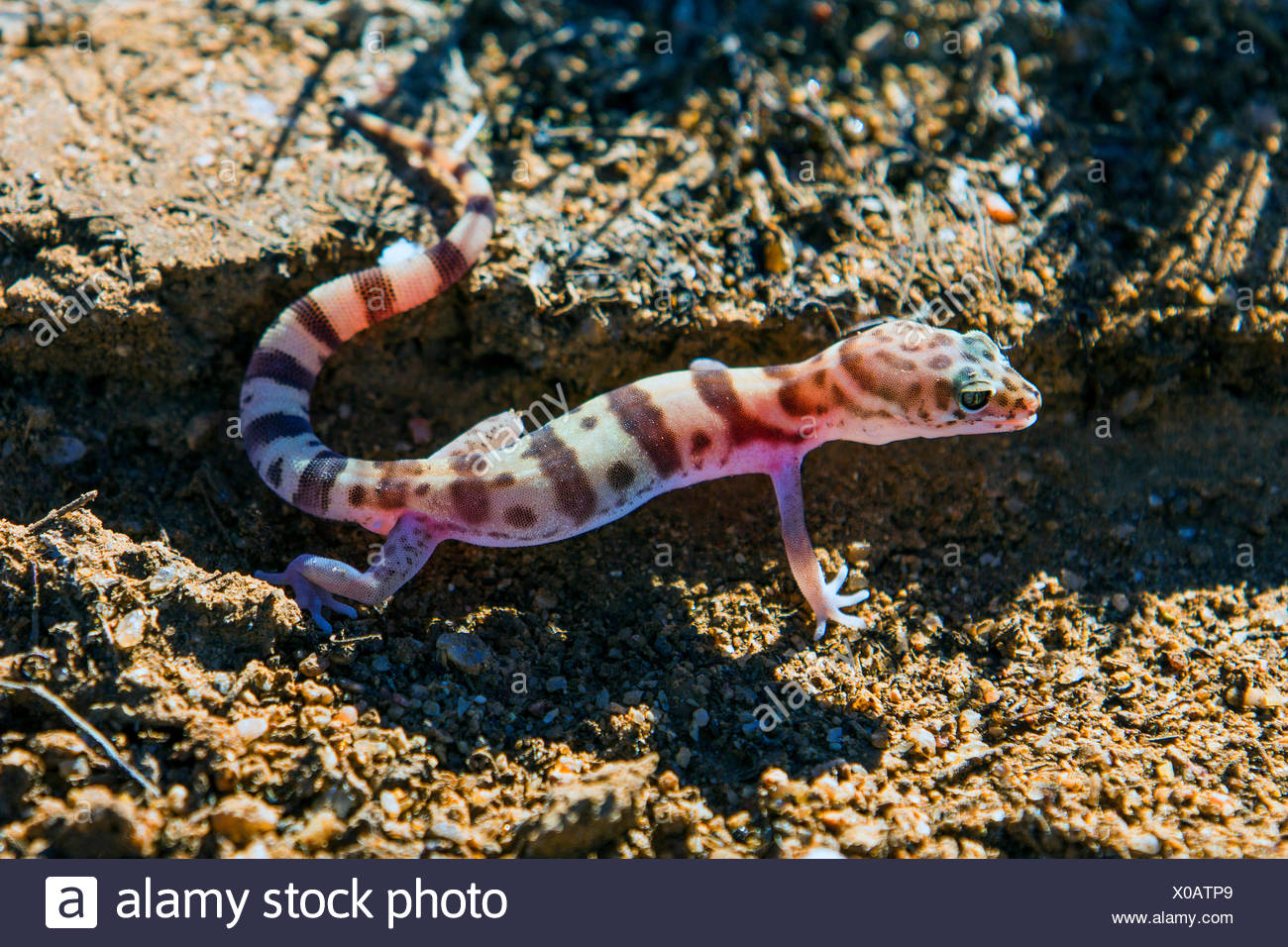 Ground Geckos High Resolution Stock Photography and Images - Alamy