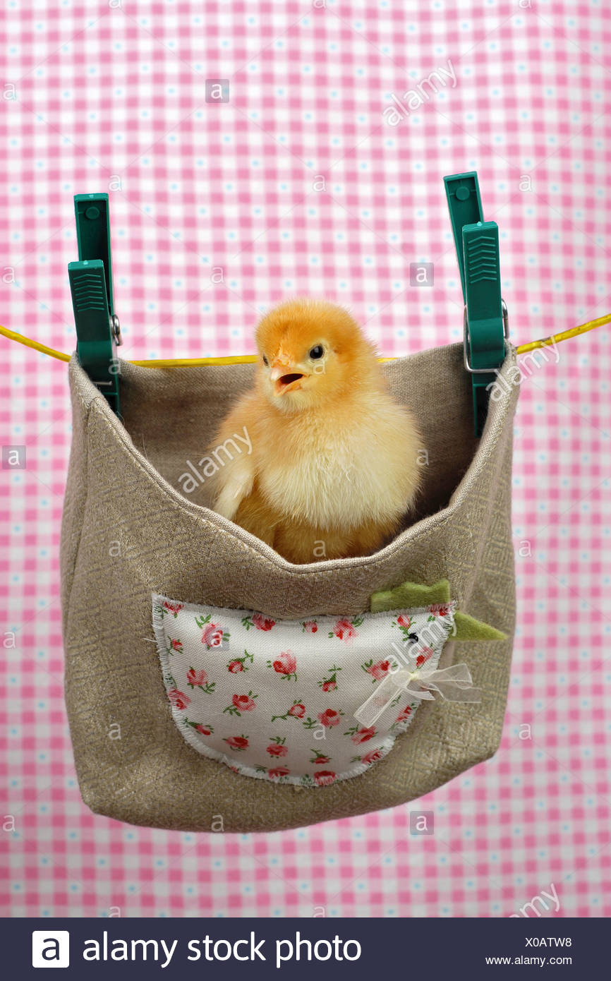 Baag Stock Photos & Baag Stock Images - Alamy