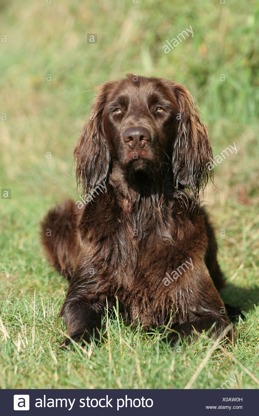 German Pointers High Resolution Stock Photography and Images - Alamy