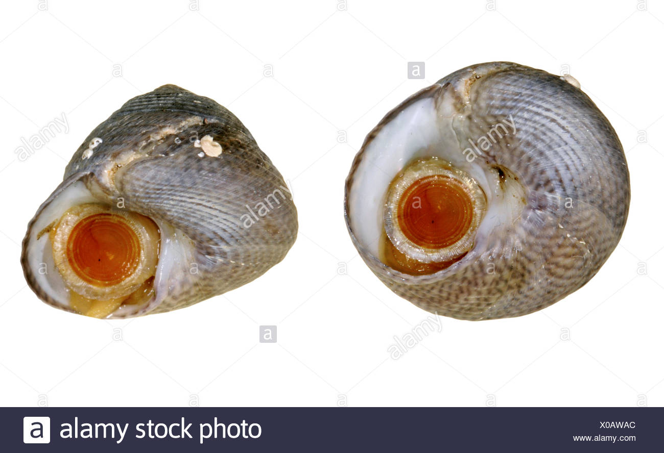 Gibbula Cineraria High Resolution Stock Photography and Images - Alamy