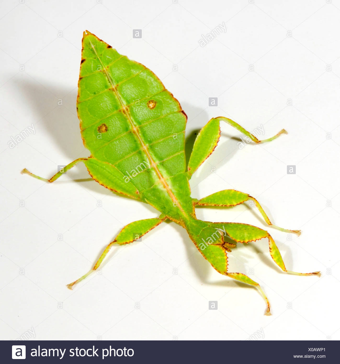 Female Stick Insect High Resolution Stock Photography and Images - Alamy