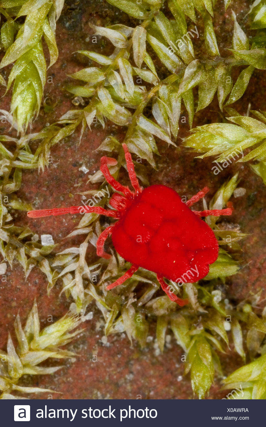 Mite Mites High Resolution Stock Photography and Images - Alamy