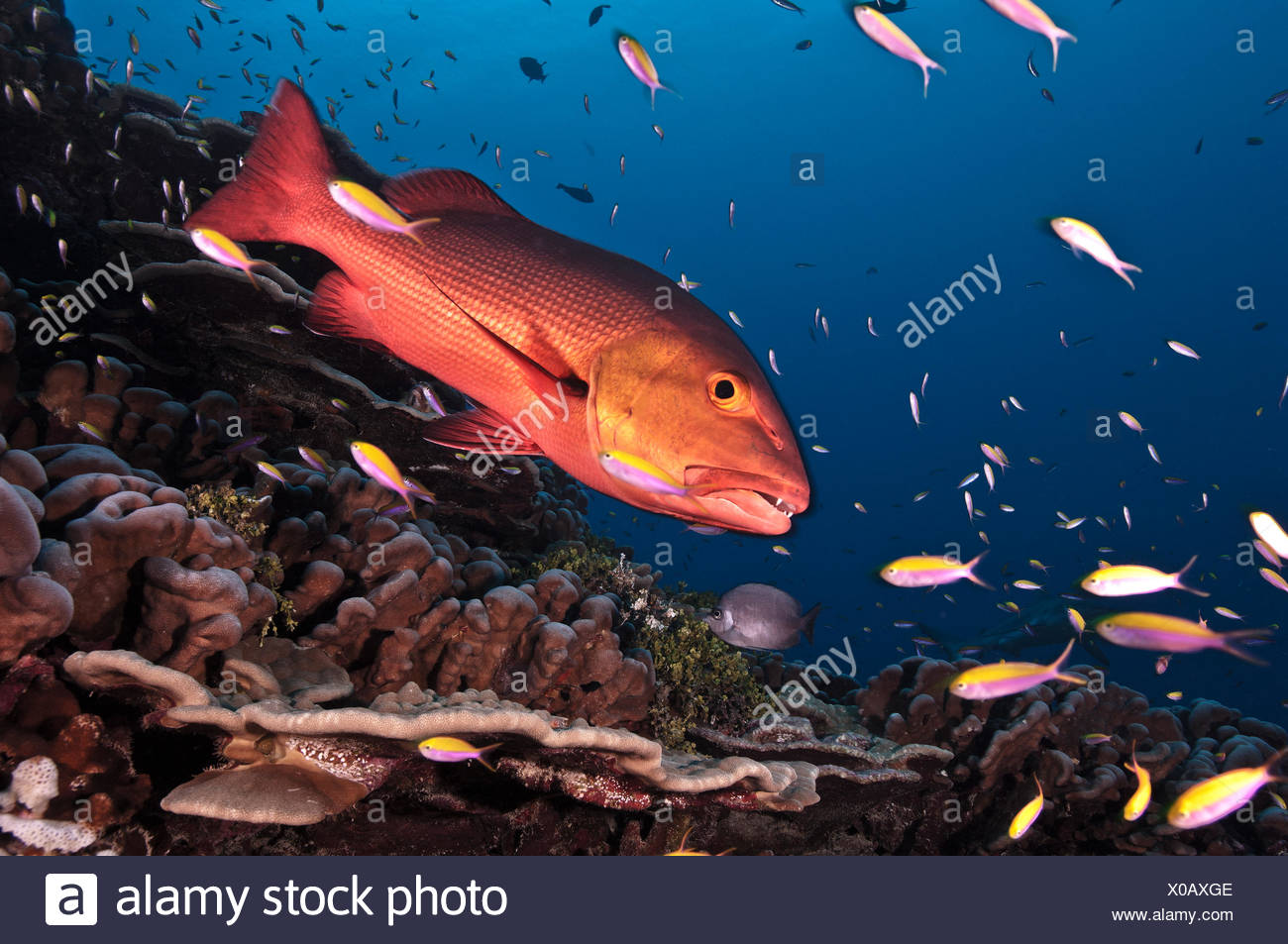 Red Snapper Swimming Stock Photos & Red Snapper Swimming Stock Images ...