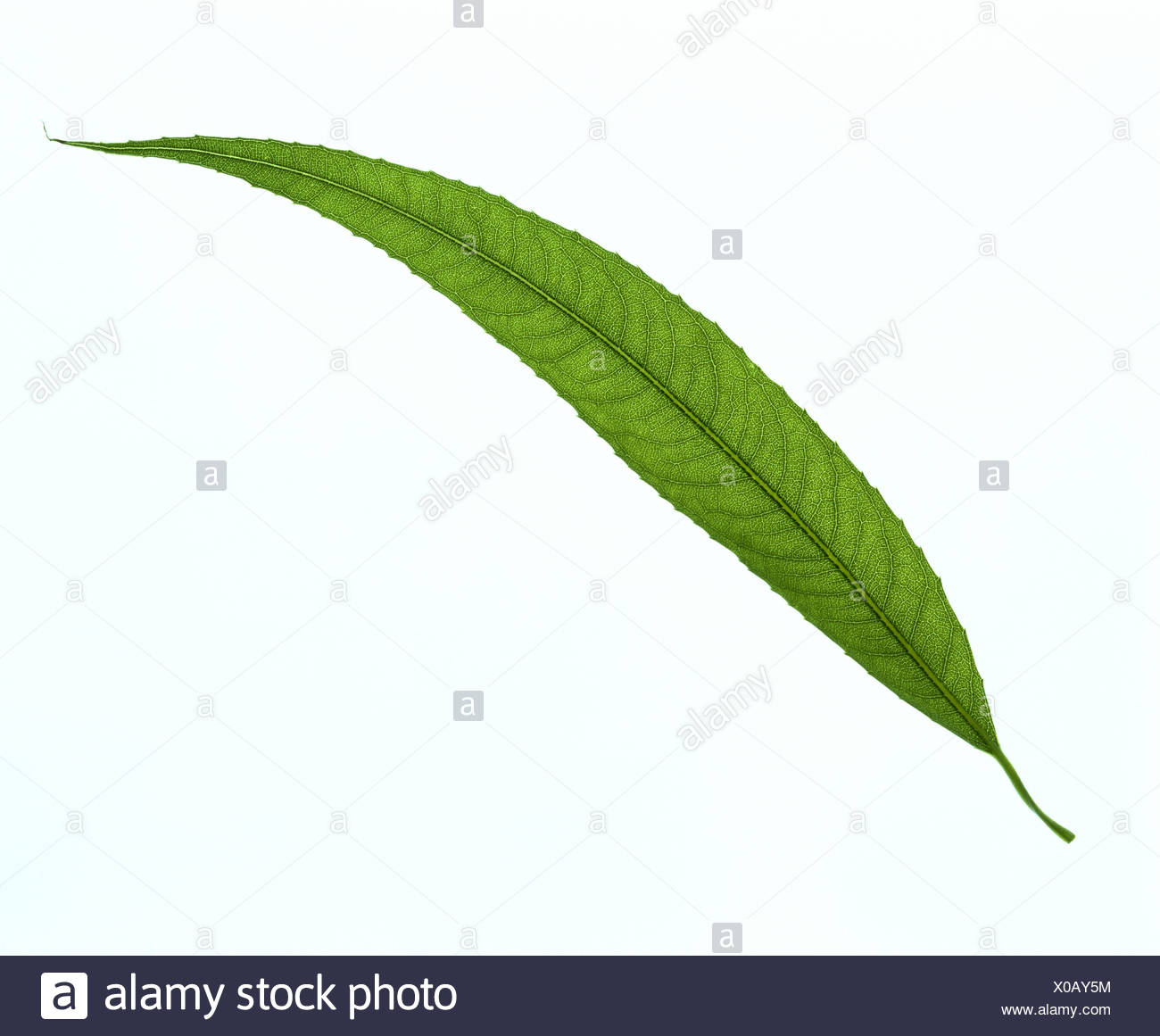 Babylon Willow Tree High Resolution Stock Photography and Images - Alamy