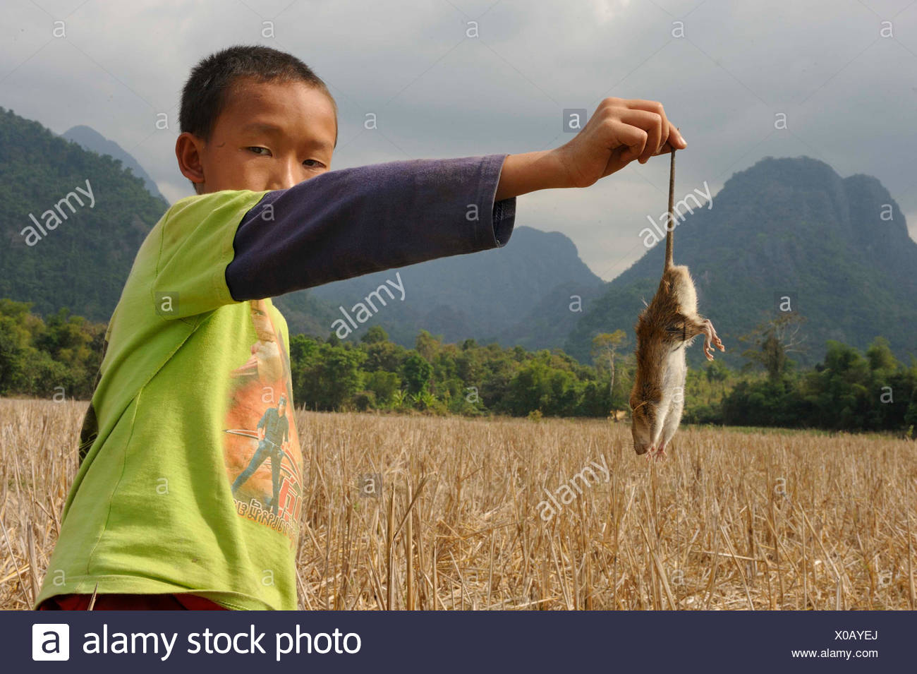 Rat Tail Stock Photos & Rat Tail Stock Images - Alamy