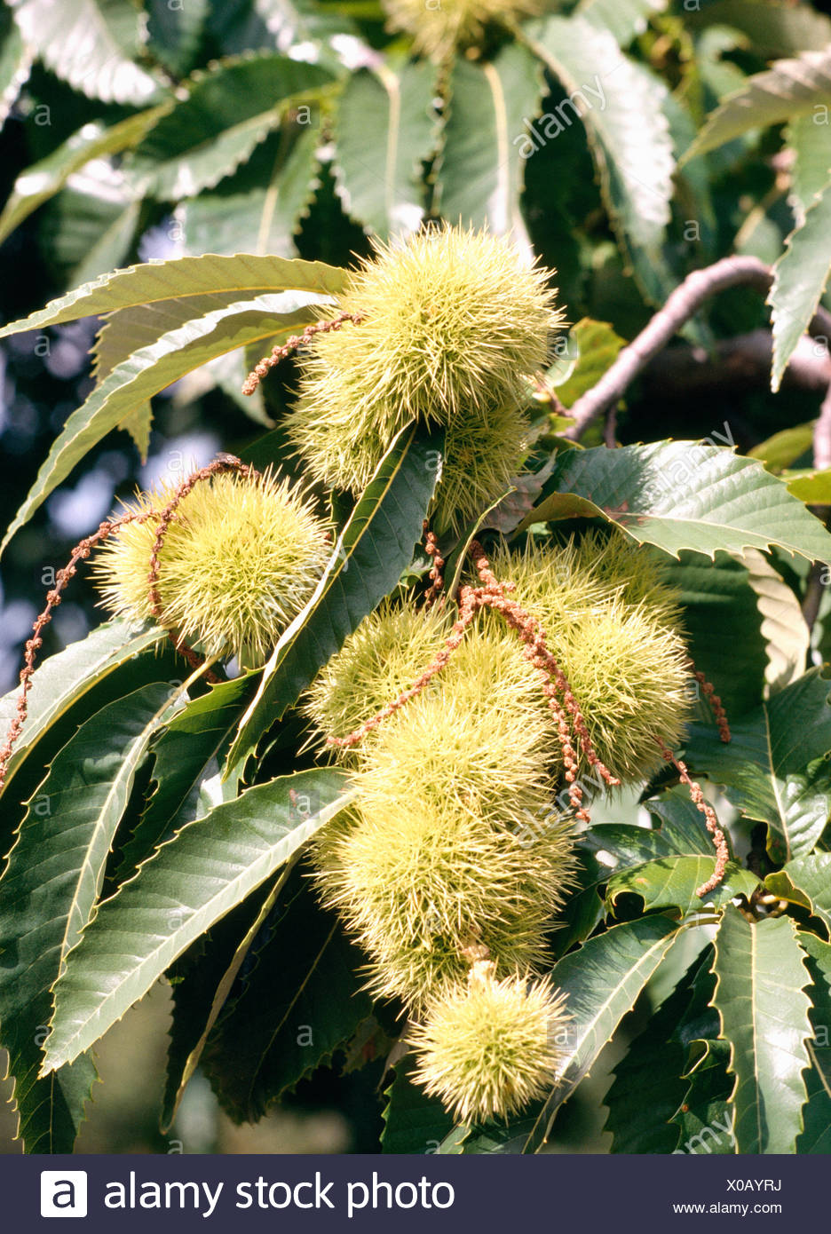 Sweet Chestnuts Stock Photos & Sweet Chestnuts Stock Images - Alamy
