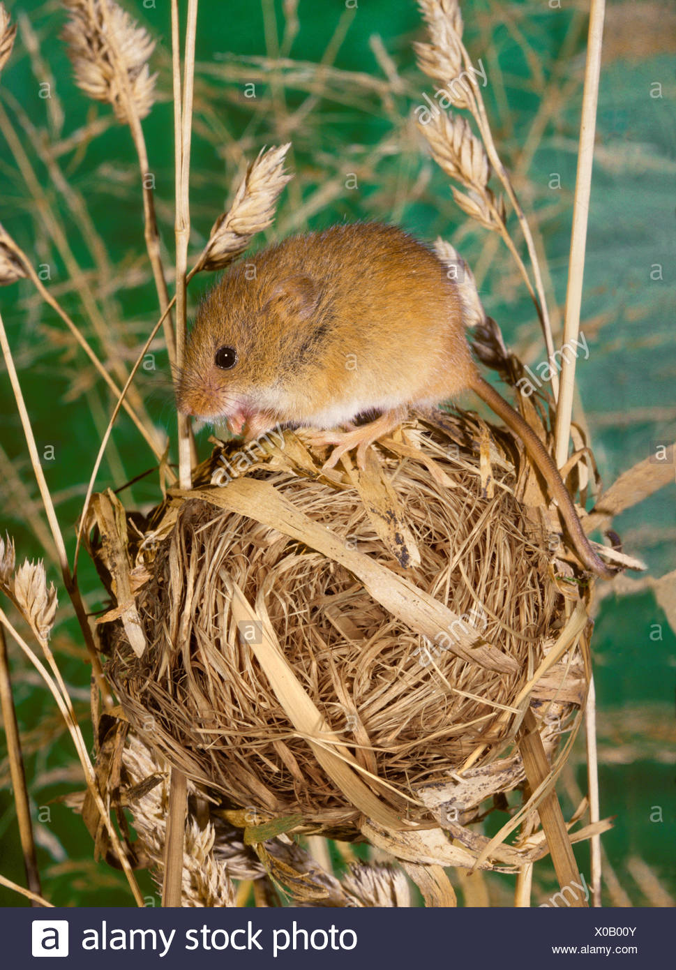 Nest Mice High Resolution Stock Photography and Images - Alamy